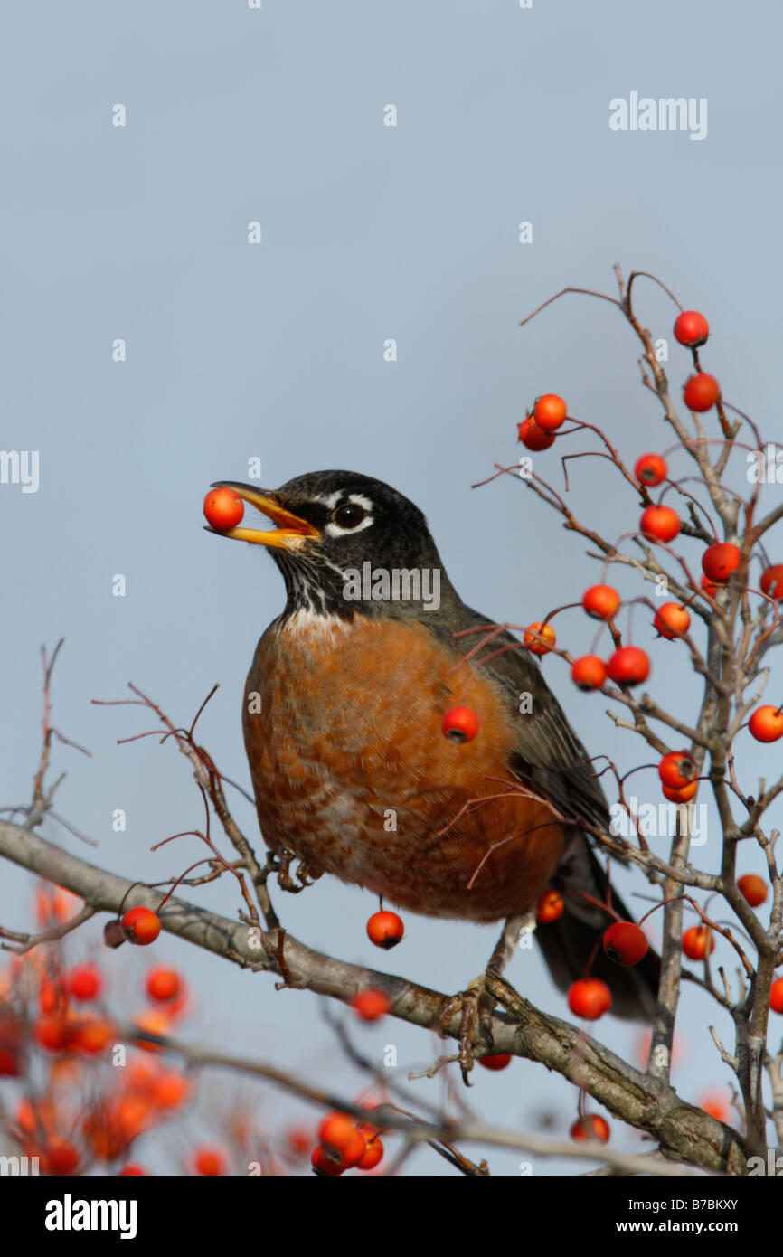 Robin eating berries hi-res stock photography and images - Alamy