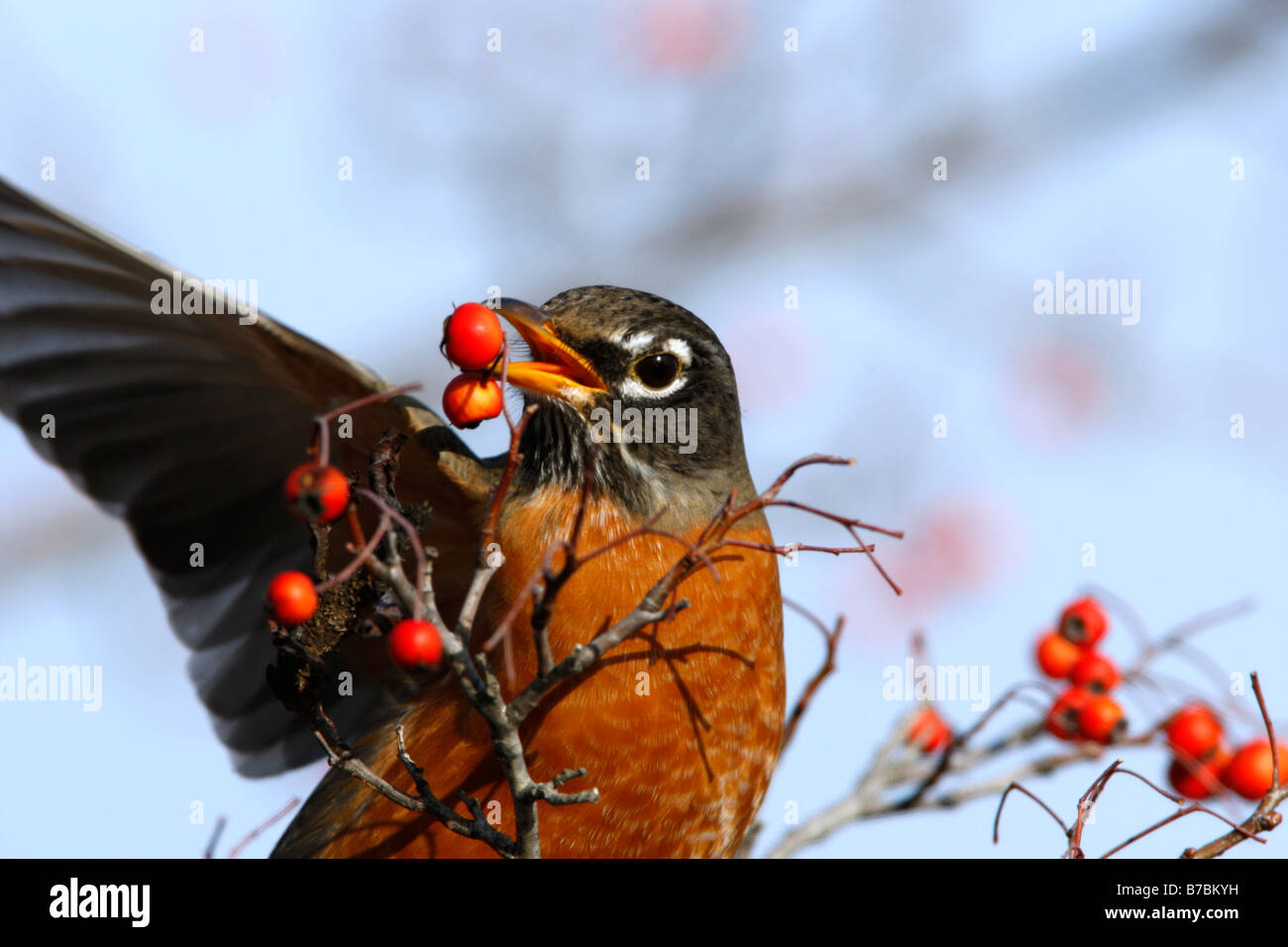 Robin eating berries hi-res stock photography and images - Alamy