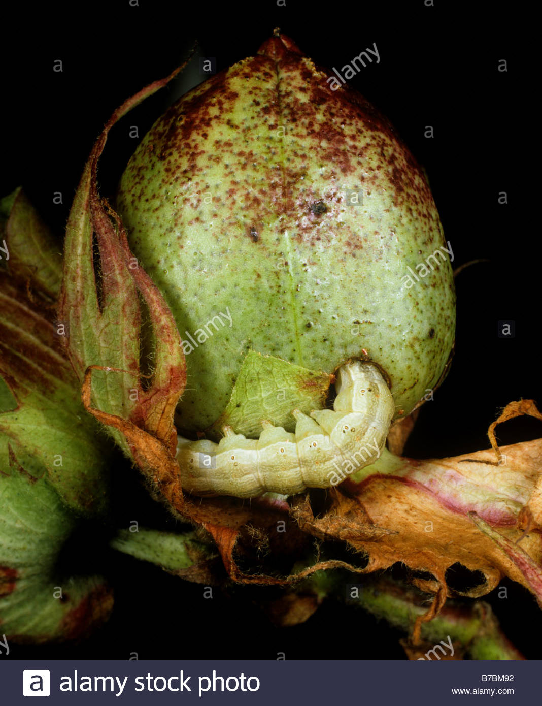 Heliothis Zea Stock Photos & Heliothis Zea Stock Images - Alamy