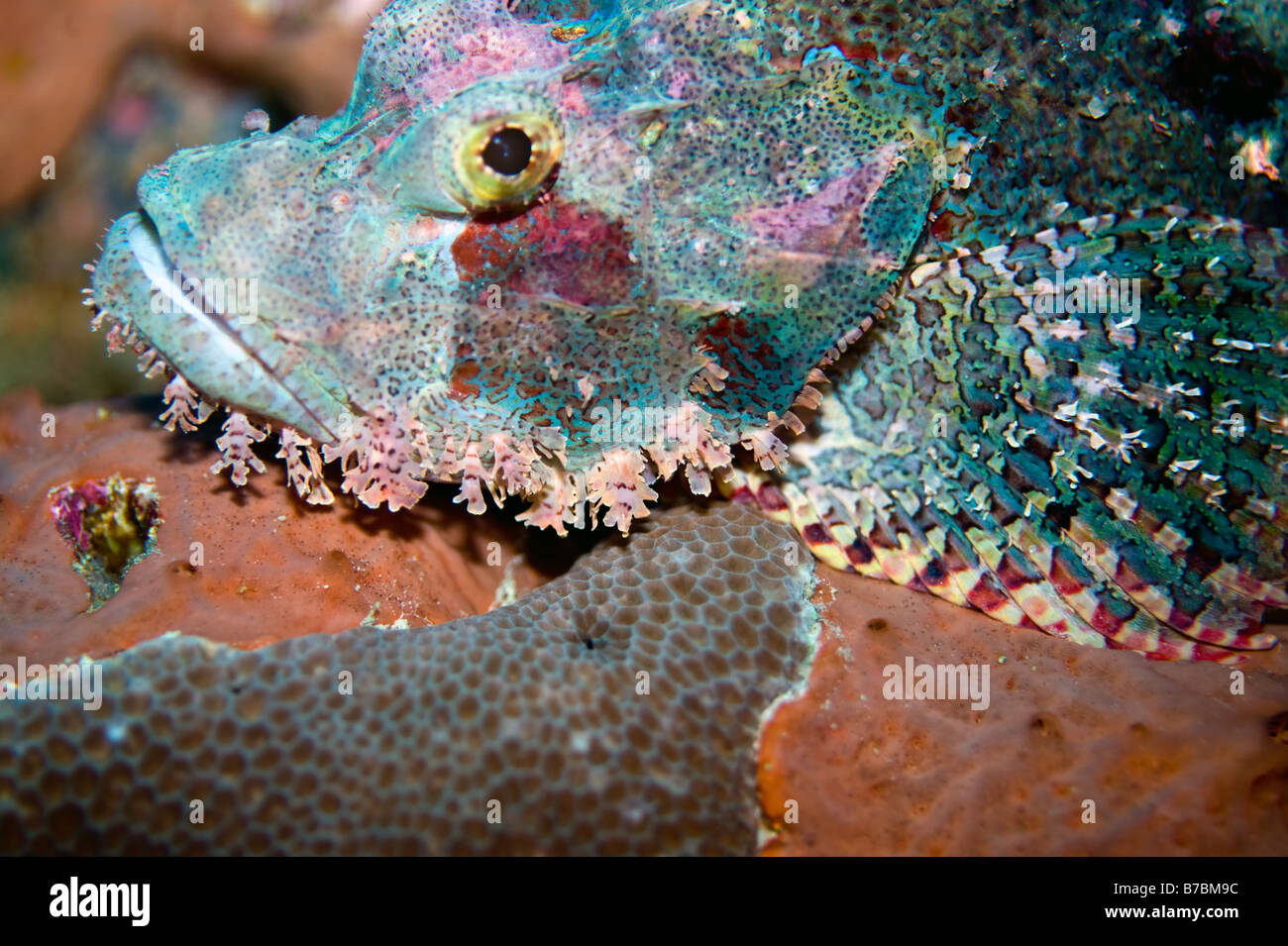 Frogfish hi-res stock photography and images - Alamy