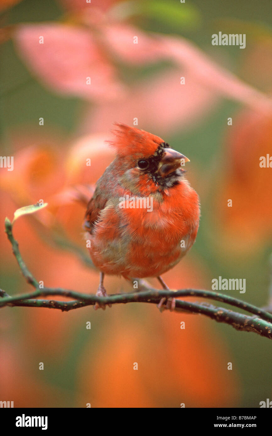 Molting Northern Cardinal - Vertical Stock Photo - Alamy