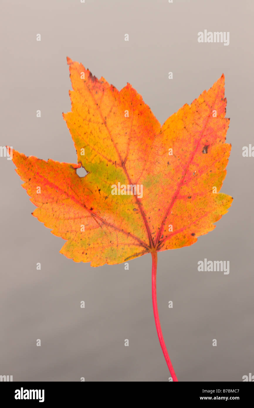 a red maple leaf Stock Photo - Alamy