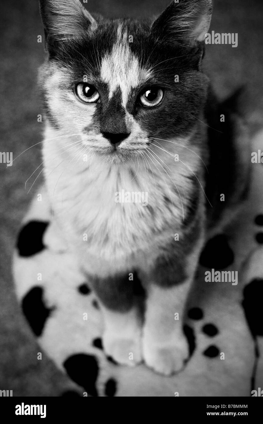 Have You Seen This Cat High Resolution Stock Photography and Images - Alamy