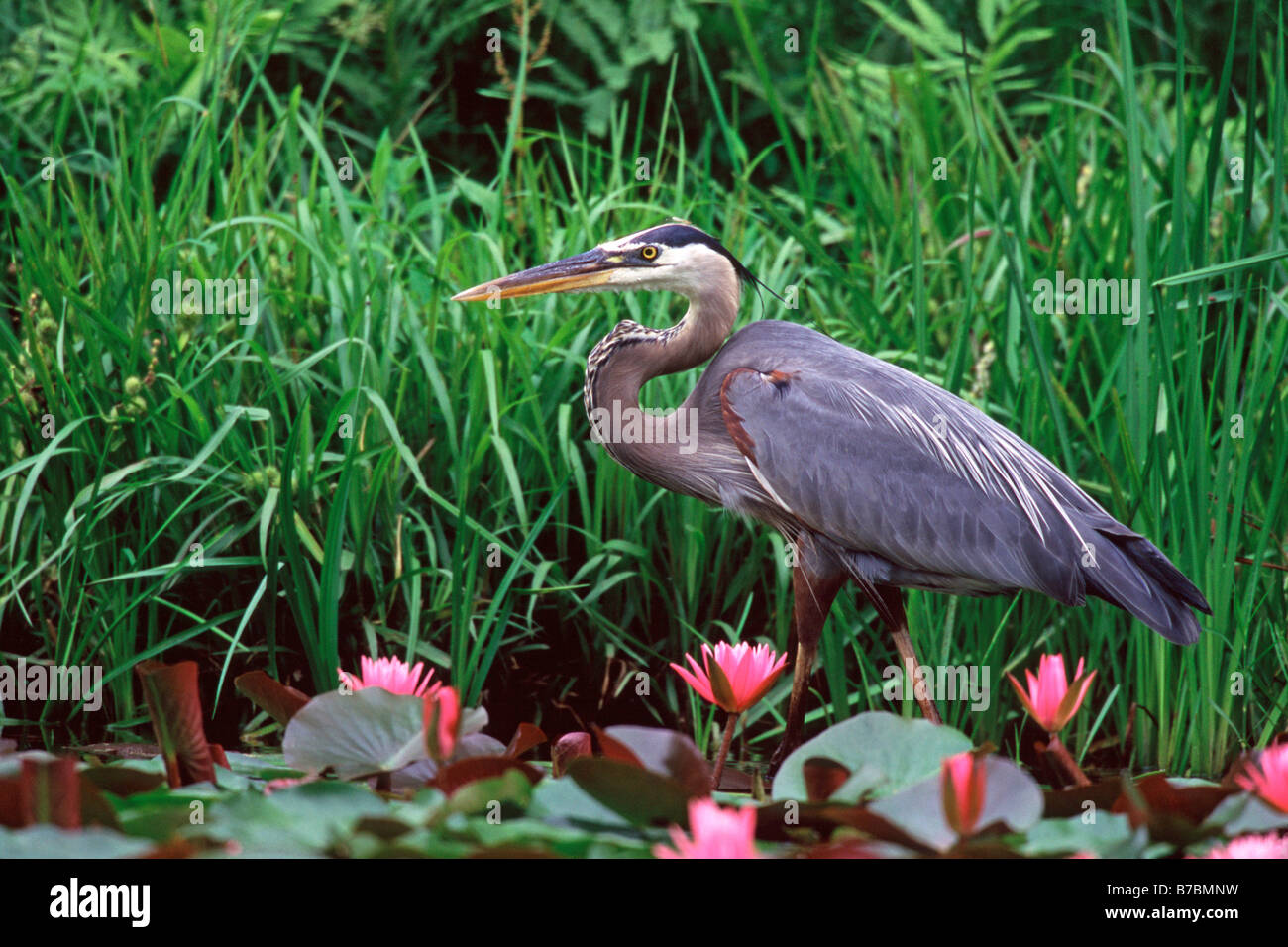 Great Blue Heron in Pink Water Lilies Stock Photo - Alamy