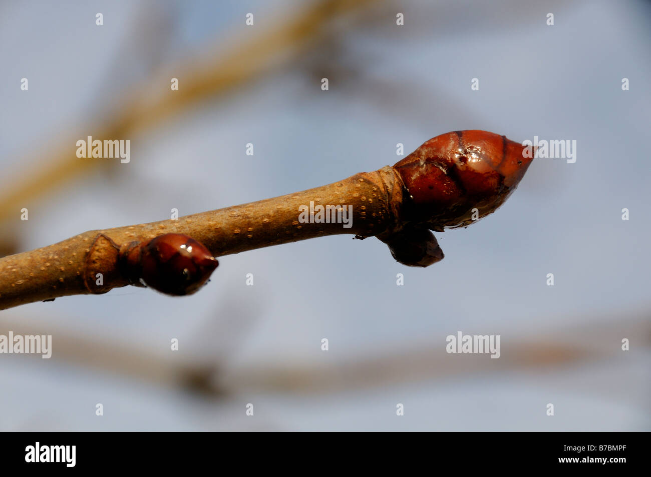 Horse chestnut tree hi-res stock photography and images - Alamy
