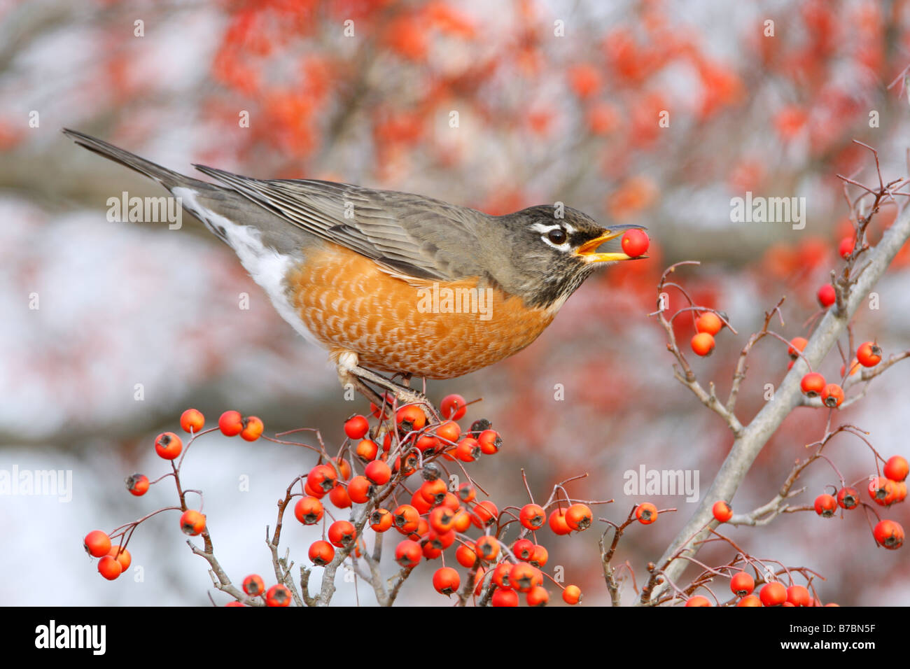 Robin eating hi-res stock photography and images - Alamy