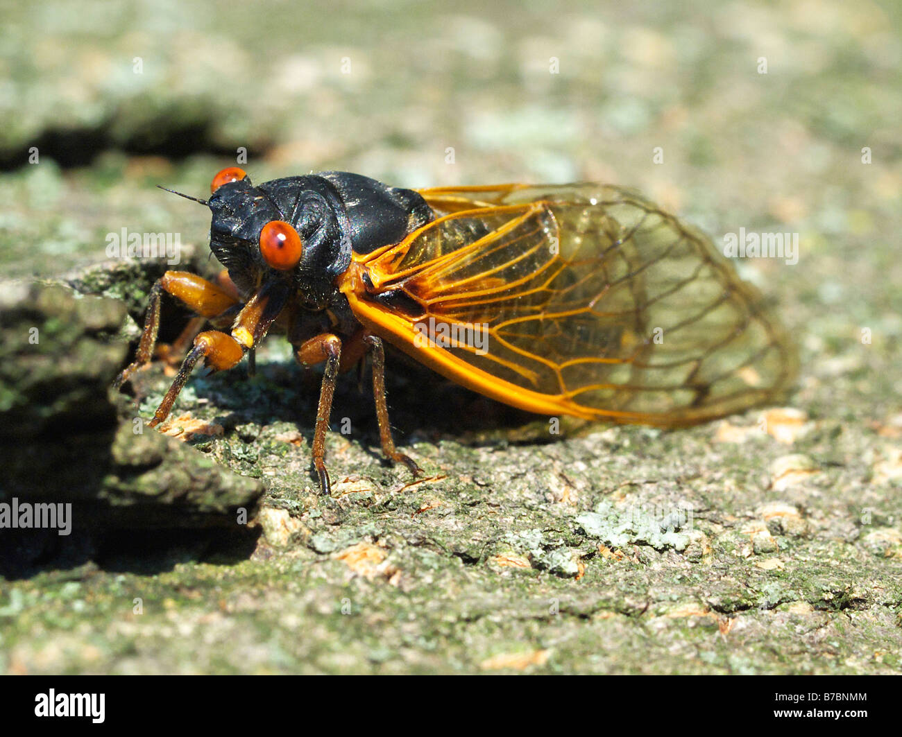 17 year cicada hi-res stock photography and images - Alamy