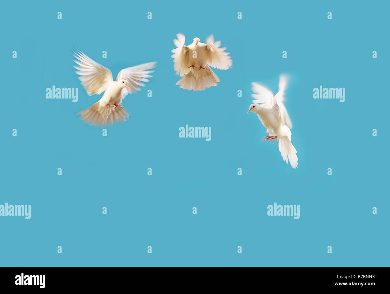 flying white doves isolated on blue Stock Photo - Alamy