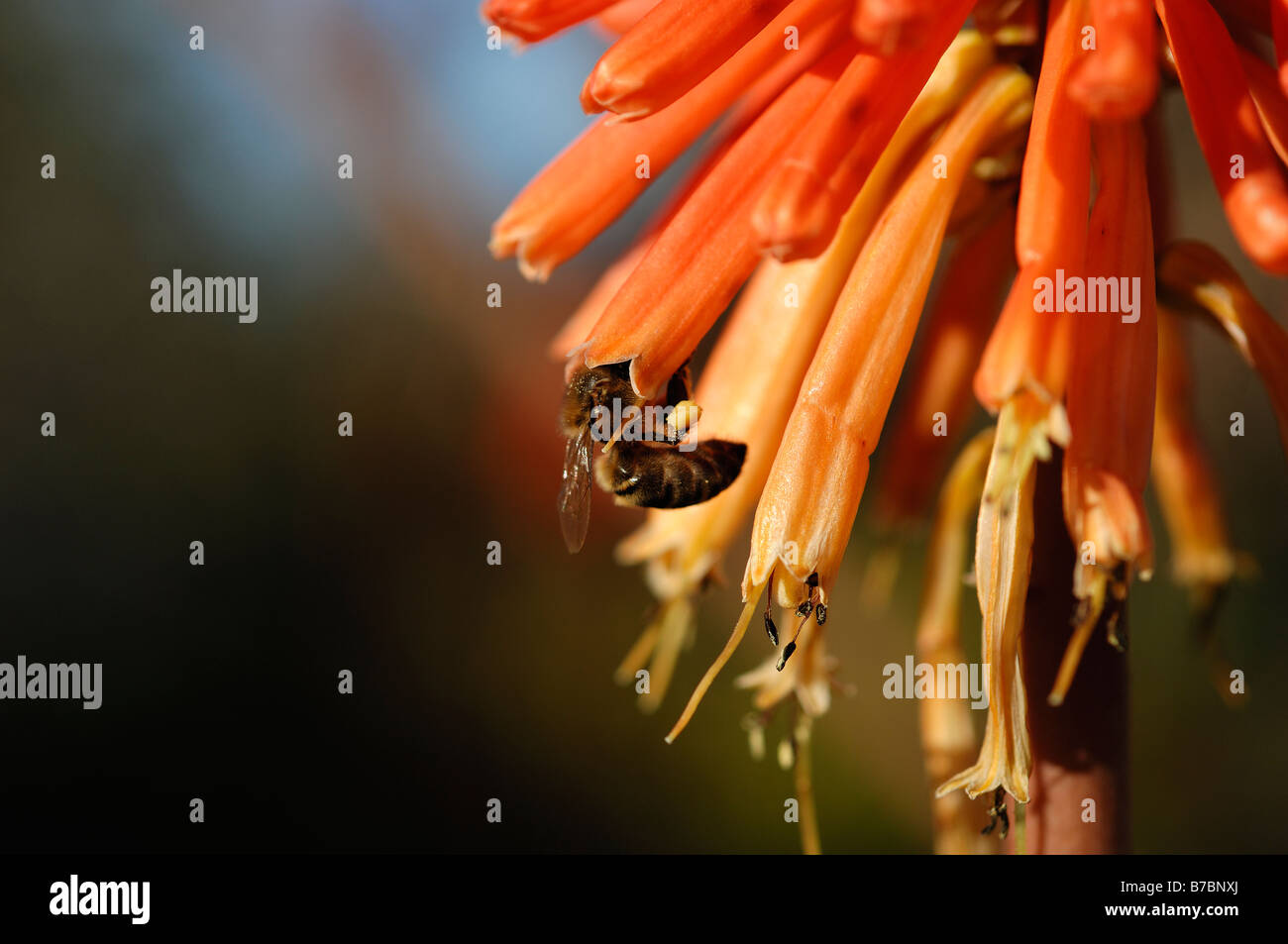 X praecox hi-res stock photography and images - Alamy