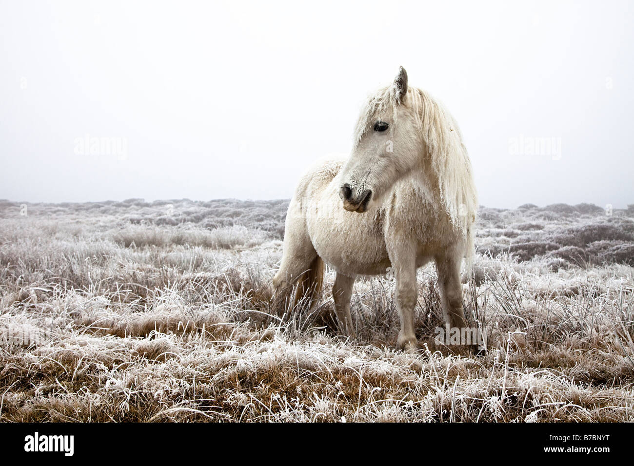 Welsh mountain pony winter hi-res stock photography and images - Alamy