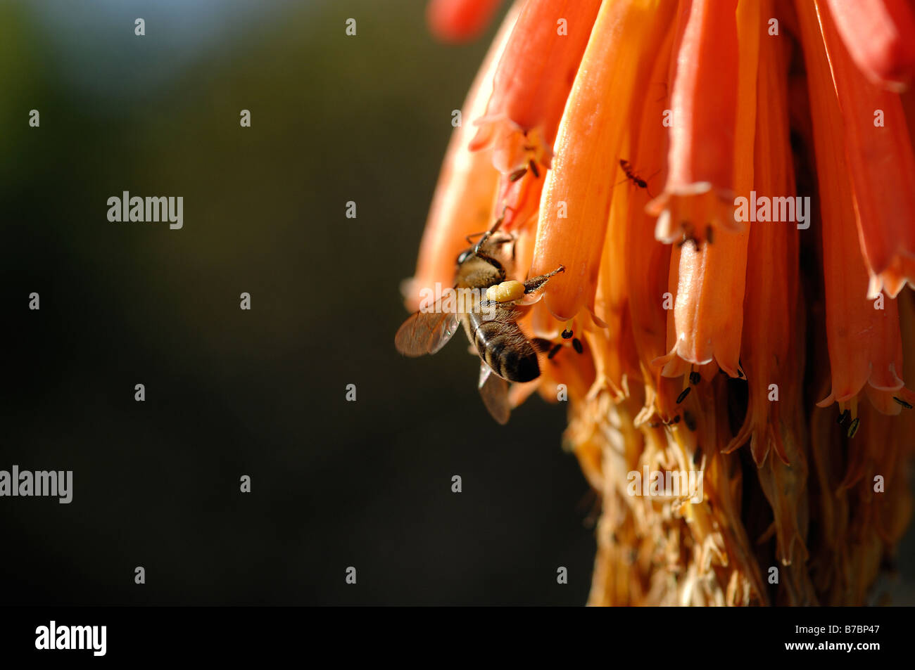 X praecox hi-res stock photography and images - Alamy