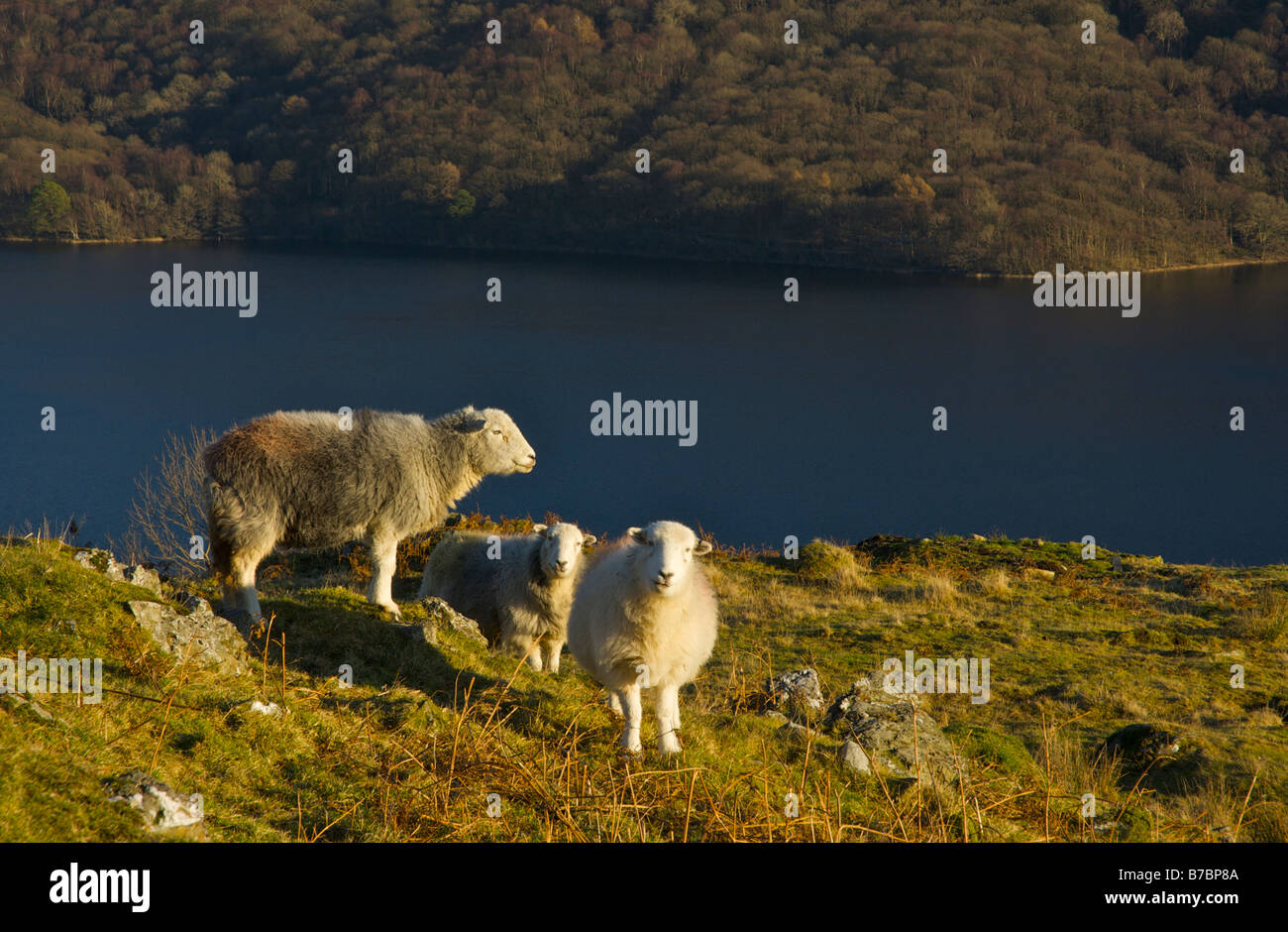 Three sheep on Torver Common, overlooking Coniston, Lake District ...