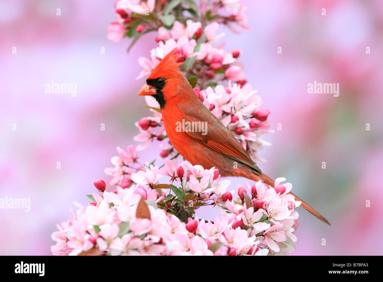 Northern cardinal in blooms hi-res stock photography and images - Alamy