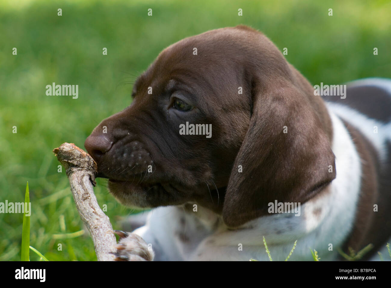 Little stick hi-res stock photography and images - Alamy