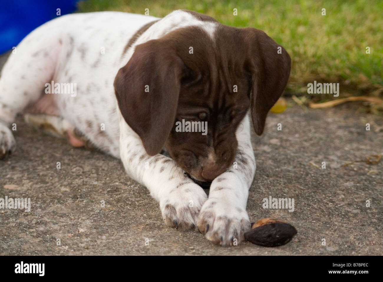 cute german shorthair puppy playing Stock Photo - Alamy