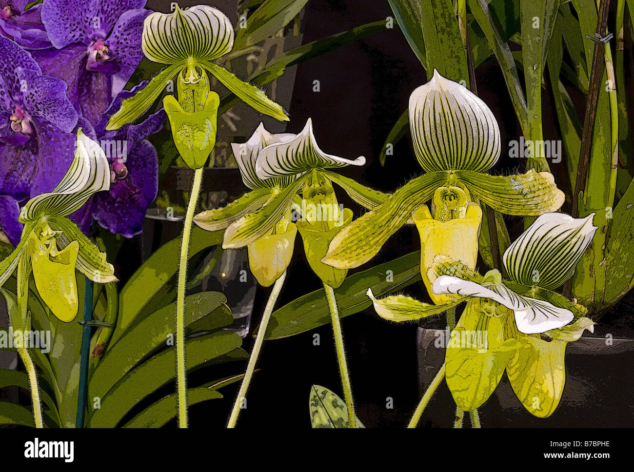 Paphiopedilum maudiae orchid hi-res stock photography and images - Alamy