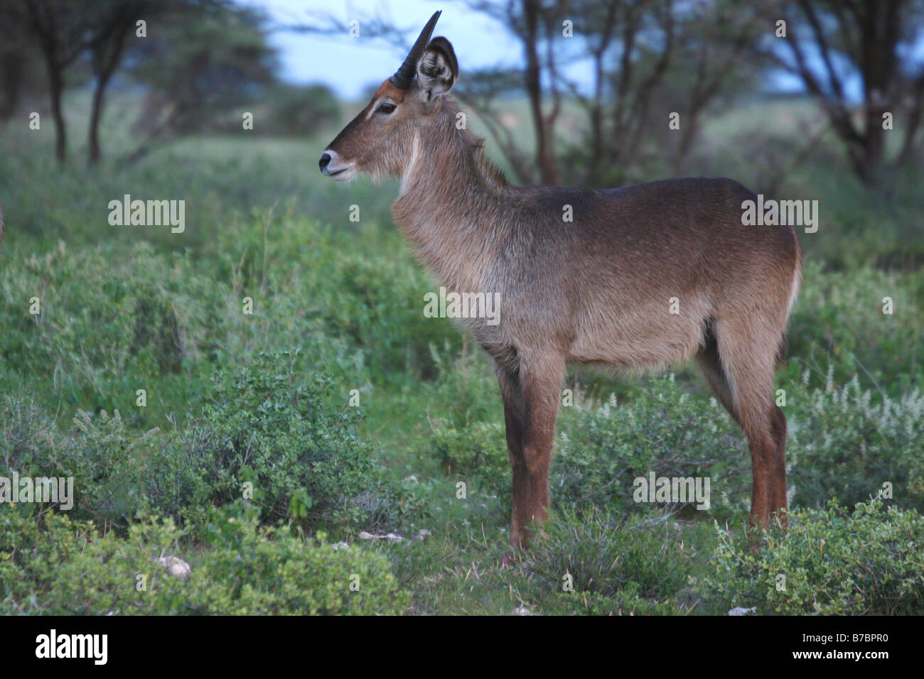 A waterbuck taken at Shaba Park Kenya Stock Photo - Alamy