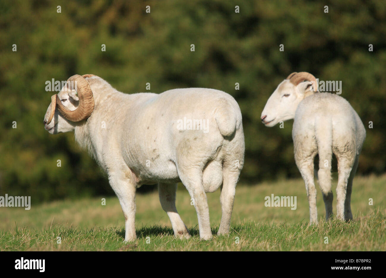 Wiltshire Horn Sheep. Ram & Ewe Stock Photo - Alamy