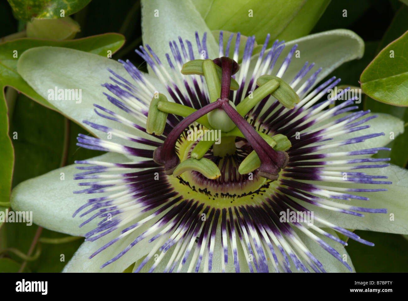 Passion flower in diffuse light Stock Photo - Alamy