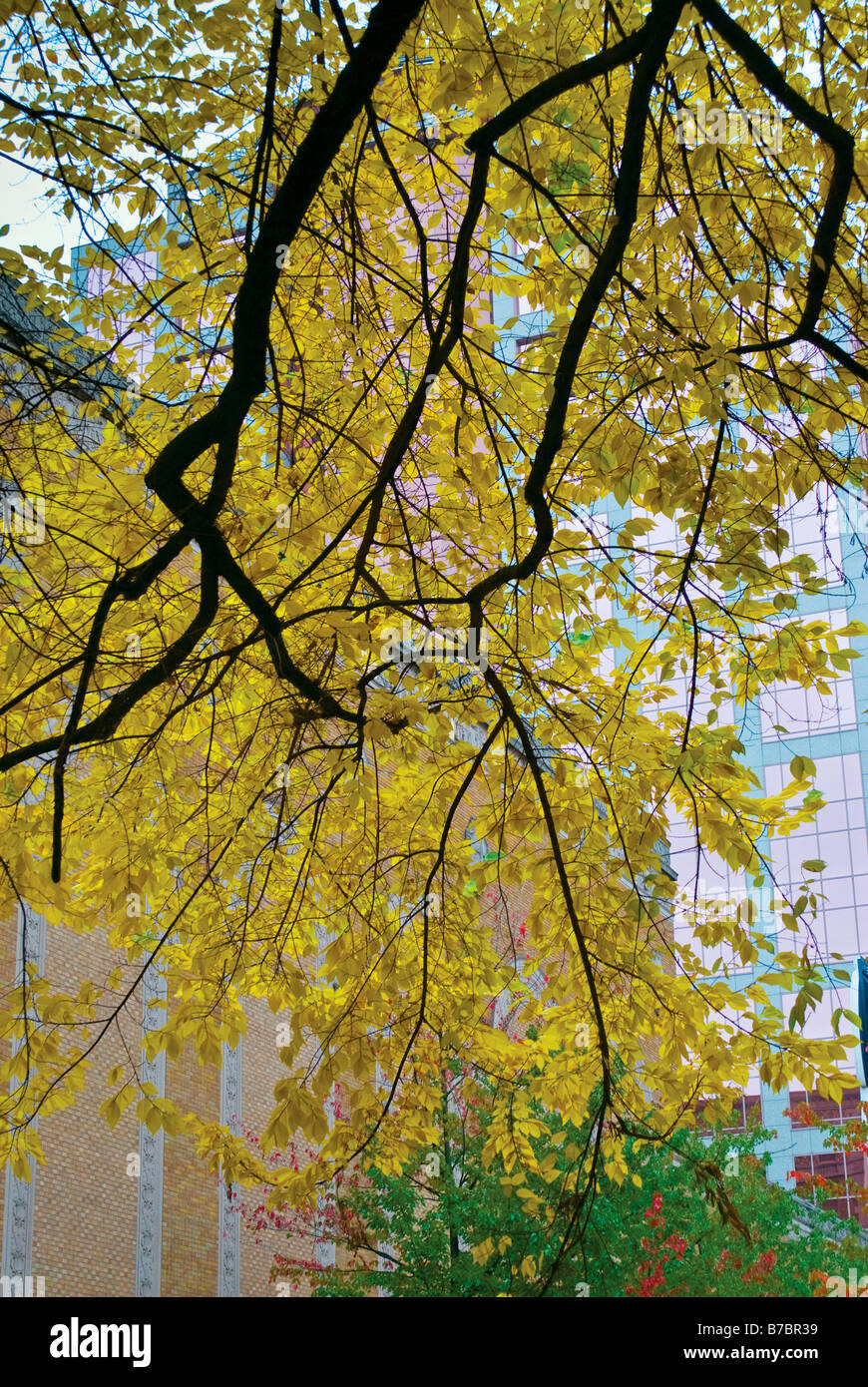 Portland park blocks hi-res stock photography and images - Alamy