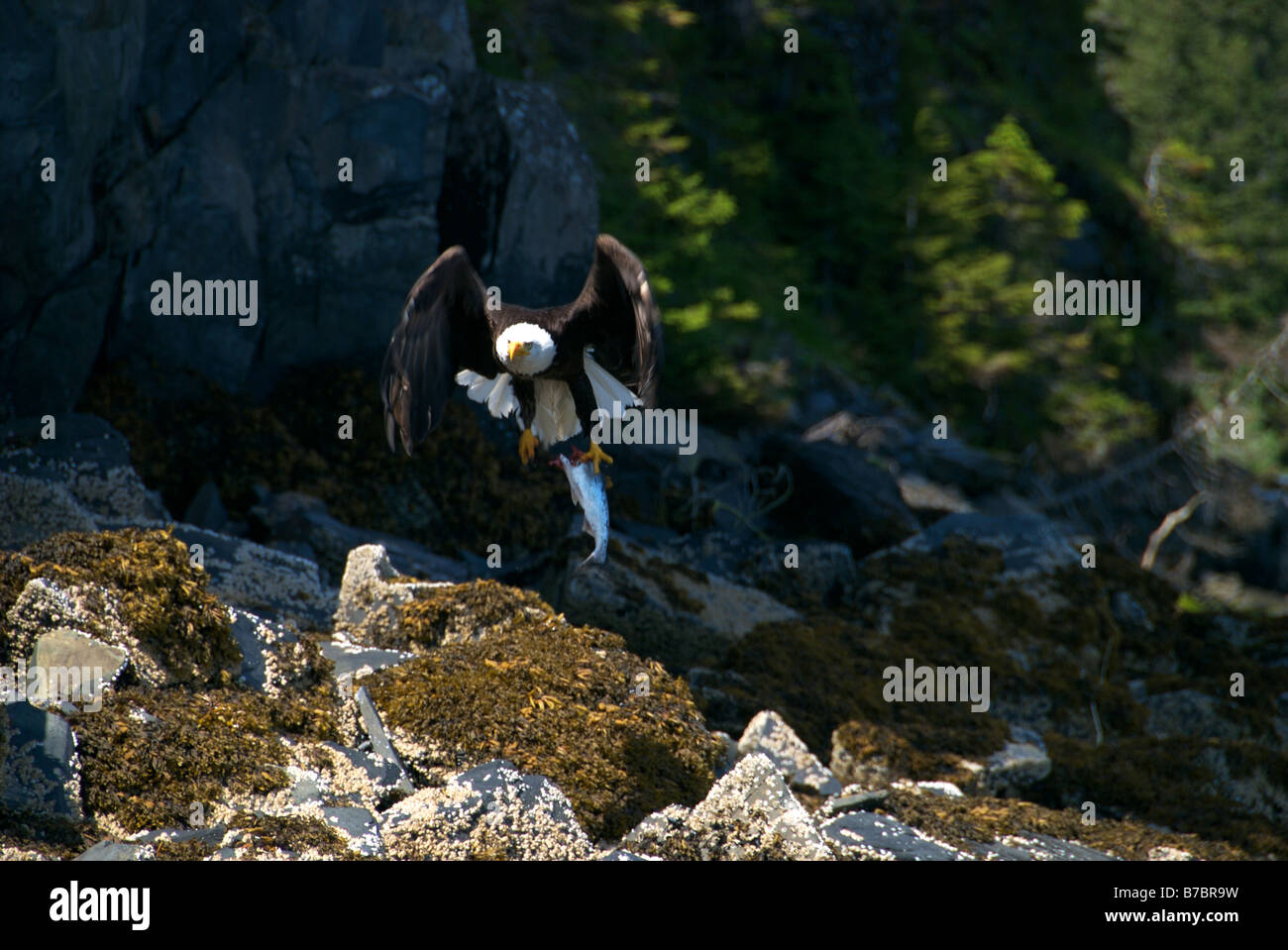 Bald eagle feeding in flight hi-res stock photography and images - Alamy