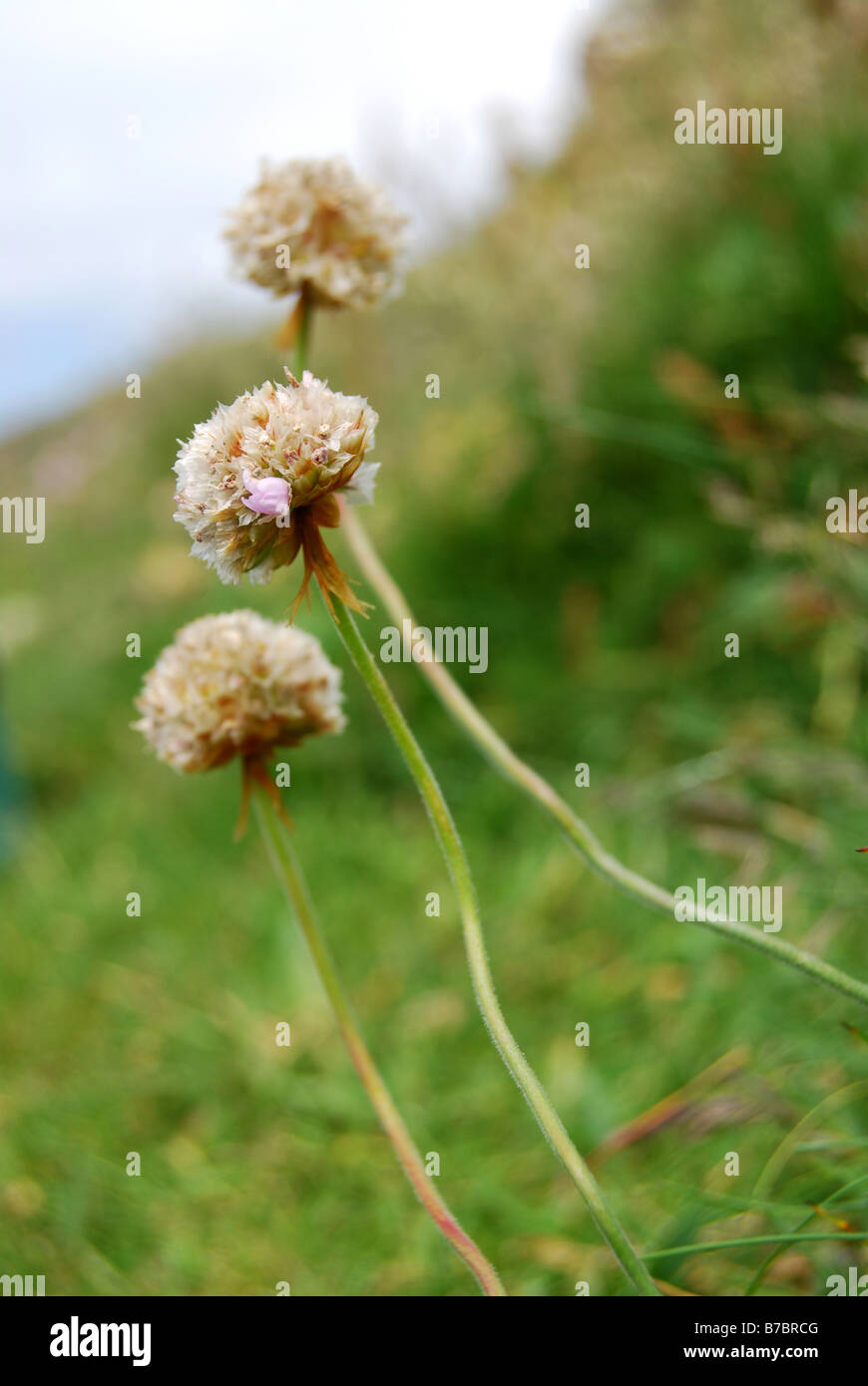 Coastal flowers, Cornwall, England Stock Photo - Alamy