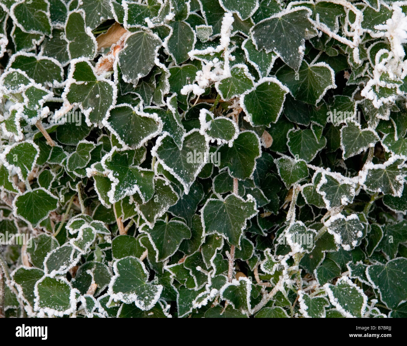 Frost edging hi-res stock photography and images - Alamy