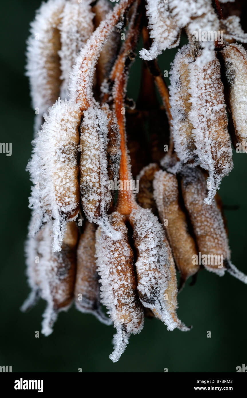 Aconitum blue monkshood brown seed pods stems covered with frost ...