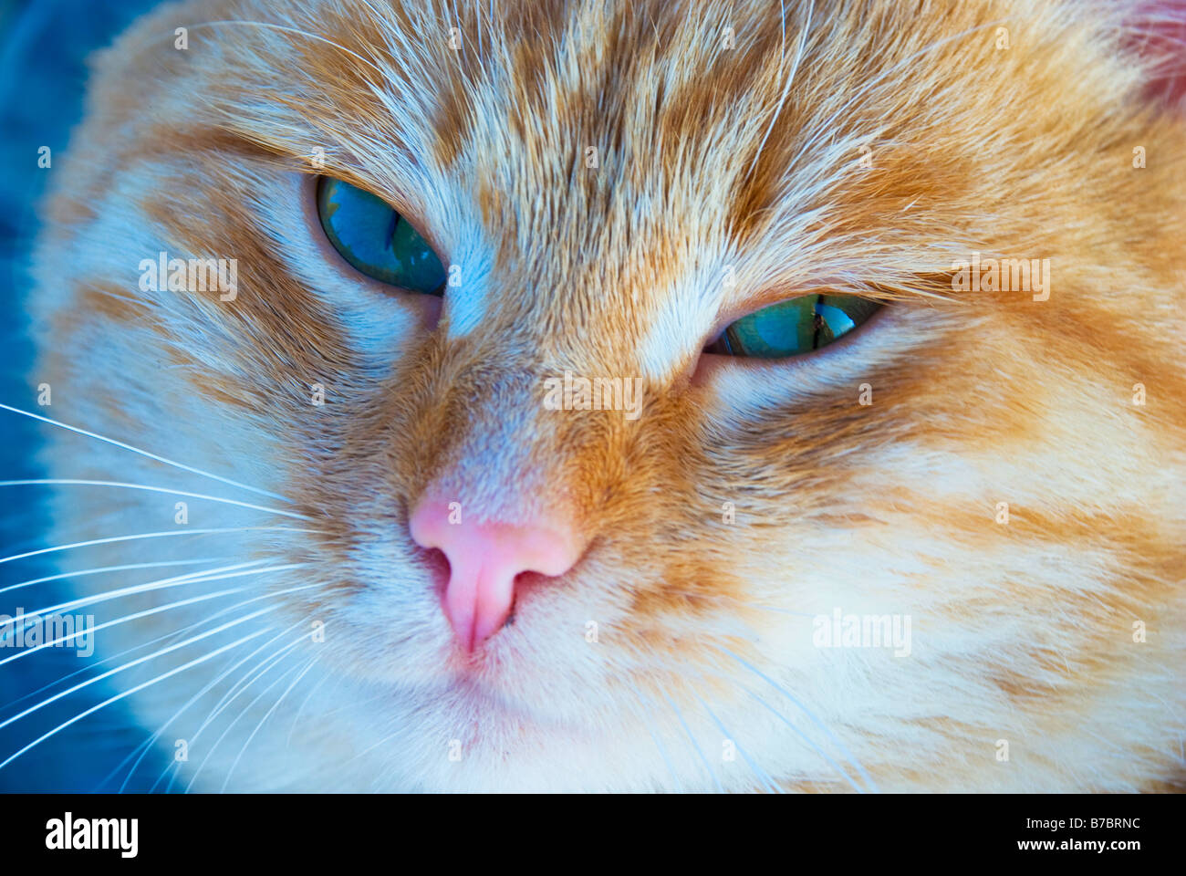 red street cat Stock Photo - Alamy