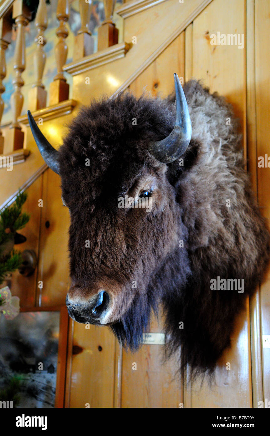 Bison head hi-res stock photography and images - Alamy