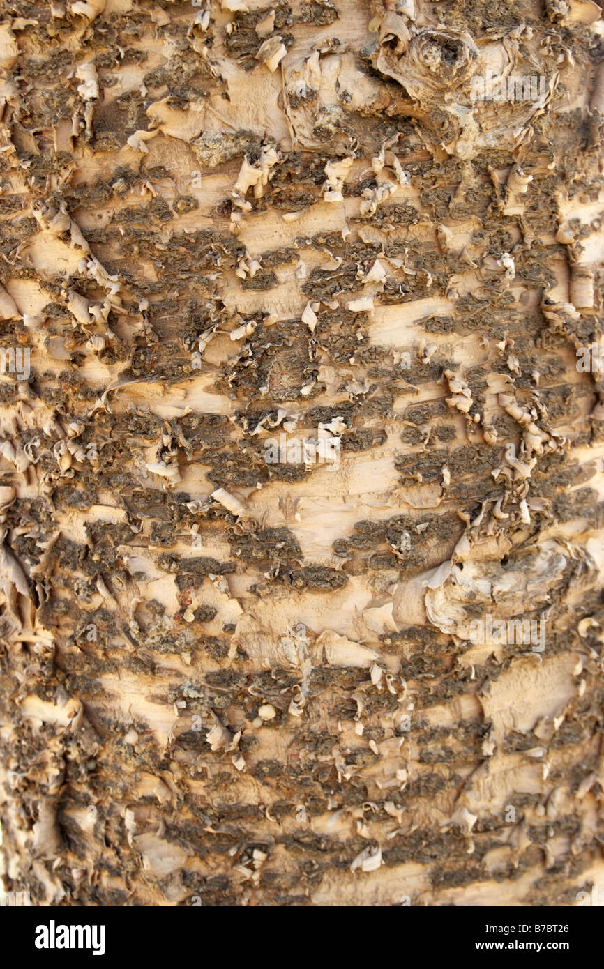 tree bark texture background Stock Photo - Alamy