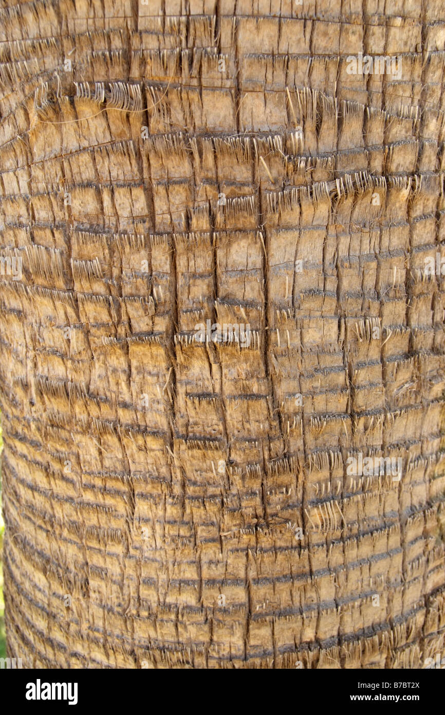 Palm tree bark texture Stock Photo - Alamy