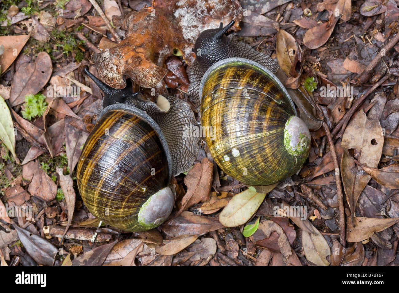 Giant Snails High Resolution Stock Photography and Images - Alamy