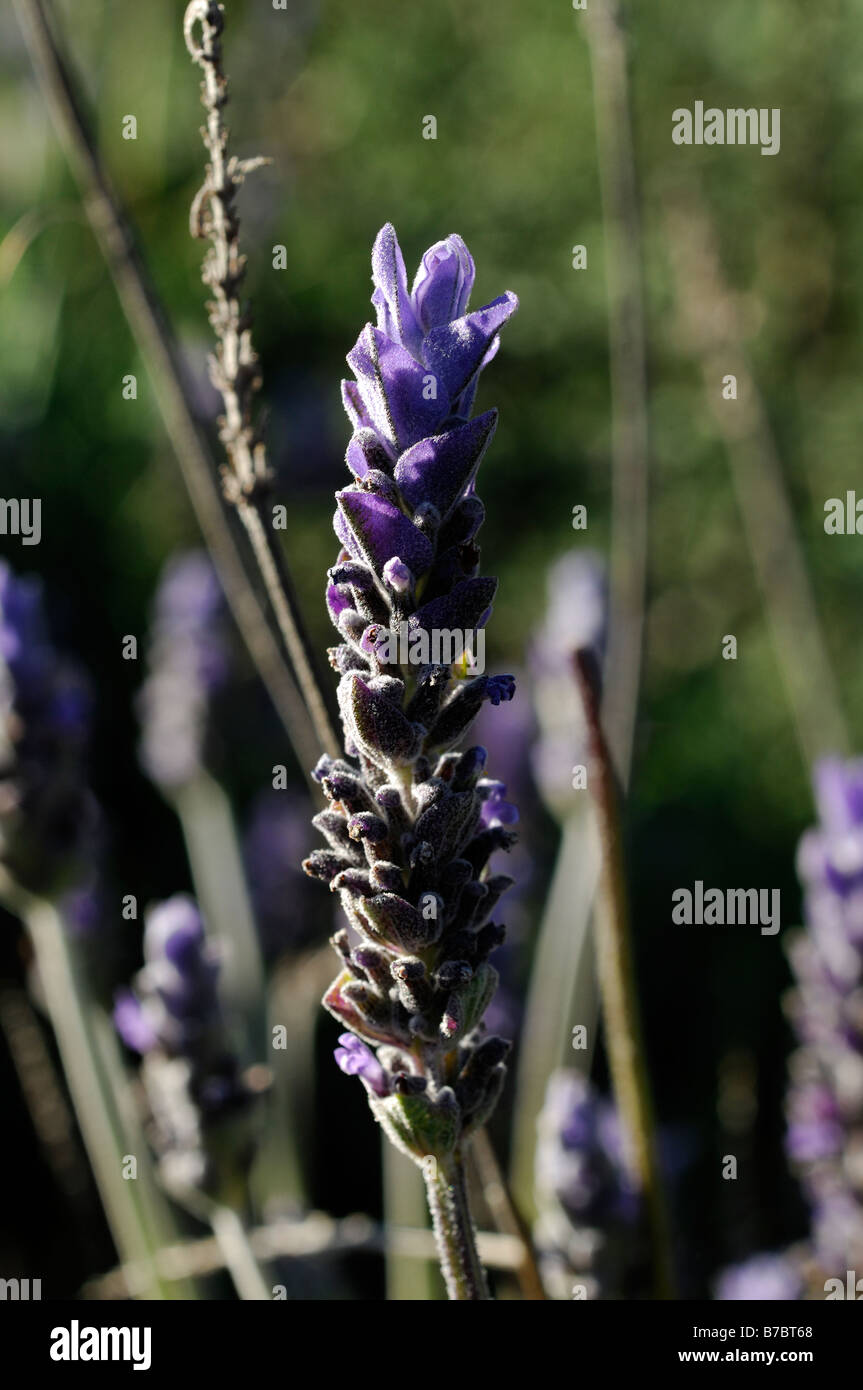 Lavandula dentata hi-res stock photography and images - Alamy