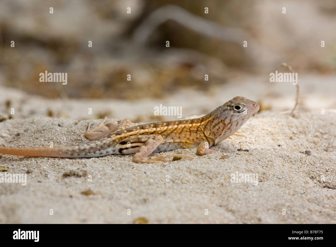 Three eyed lizard chalarodon madagascariensis hi-res stock photography and images - Alamy