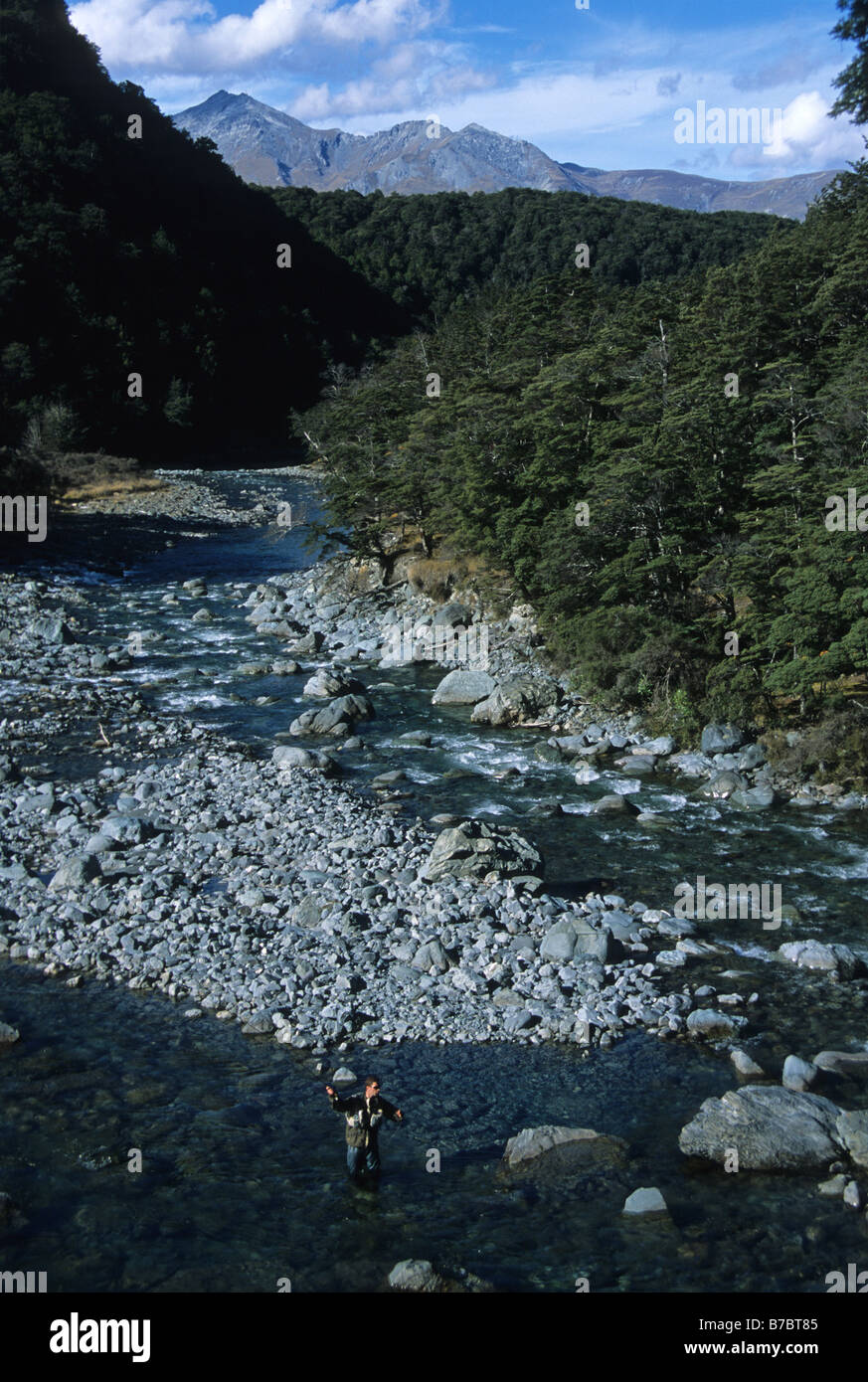 a fly fisherman casts to giant trout on the greenstone river in new ...