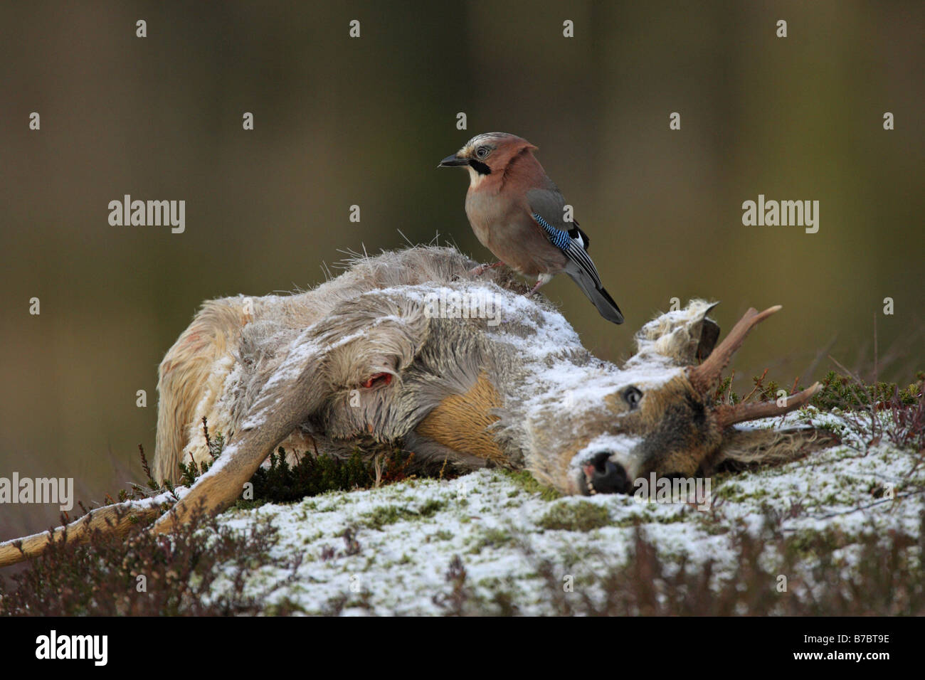 Jay Garrulus glandarius perched on a dead Roe Deer in the snow on a ...