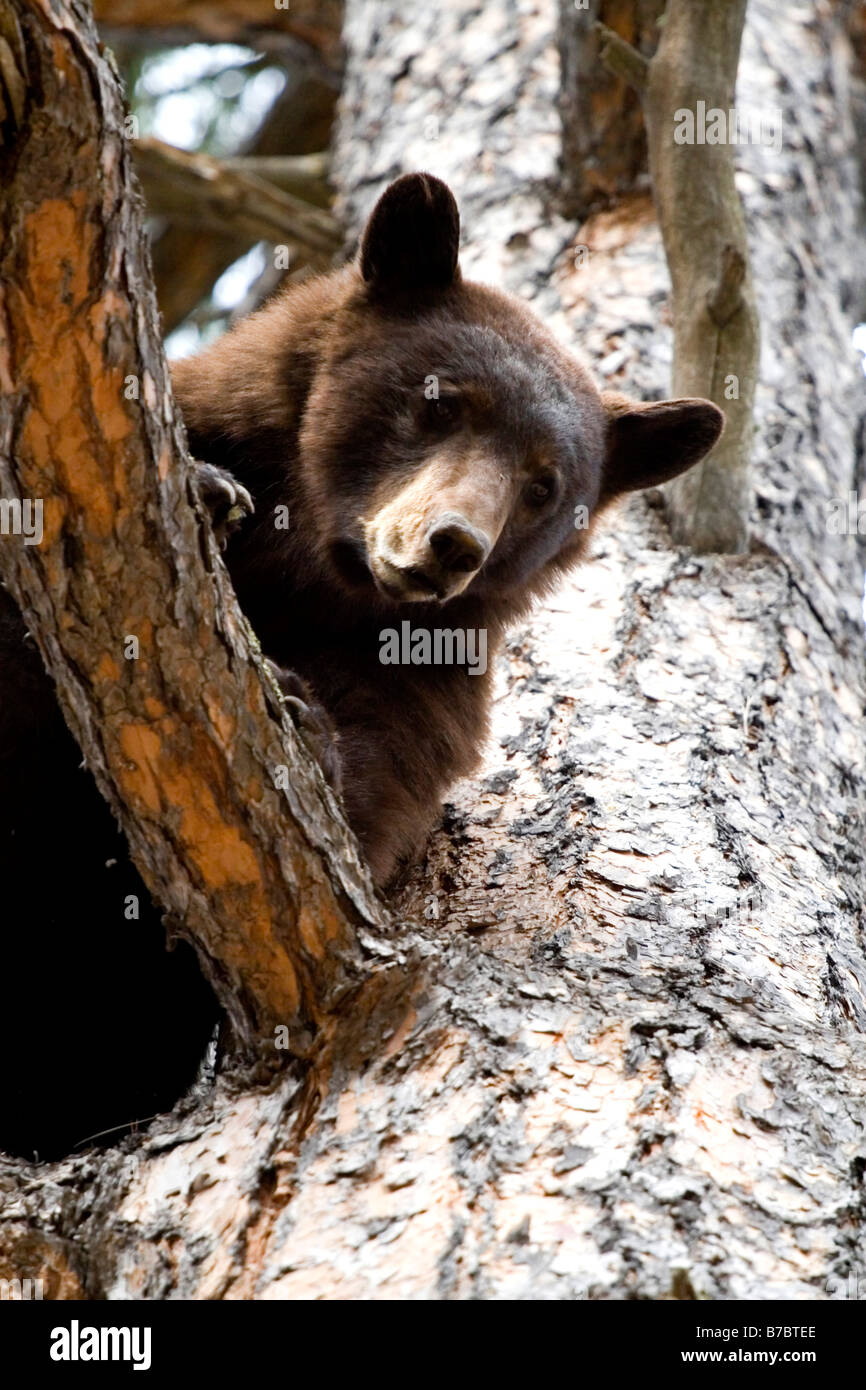 black bear in tree north american Stock Photo - Alamy