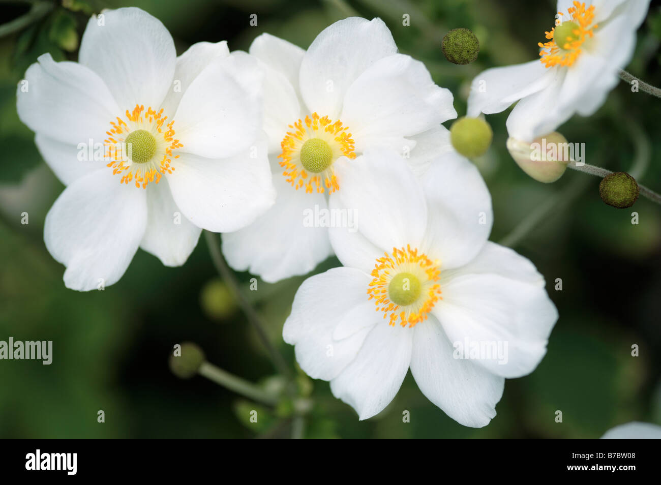 Japanese Anemone flower Stock Photo - Alamy
