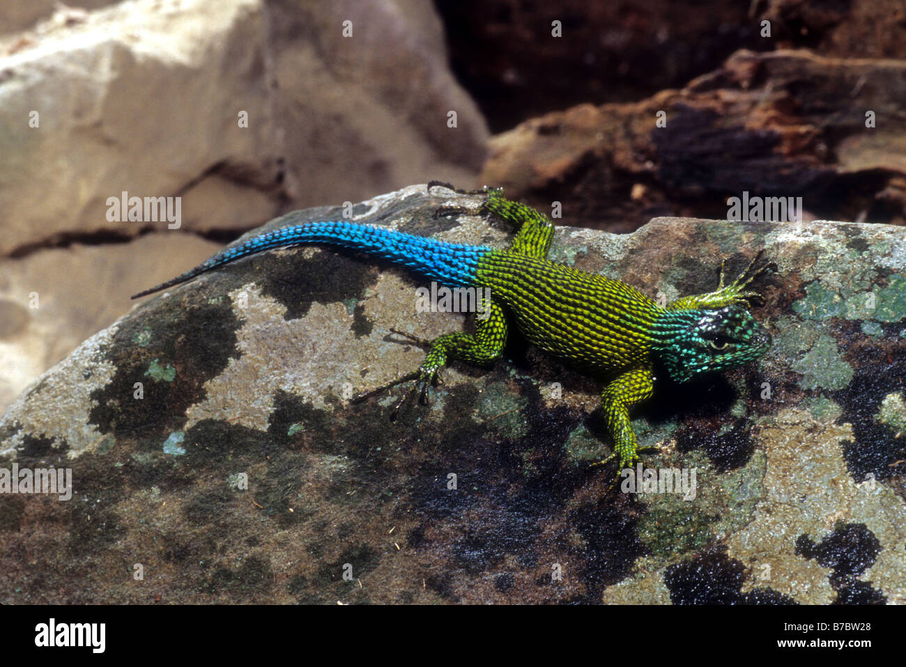 Emerald swift sceloporus malachiticus hi-res stock photography and ...