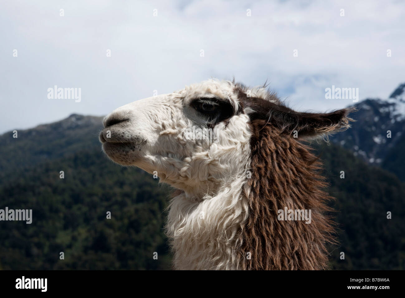 Llama mountain snow hi-res stock photography and images - Alamy