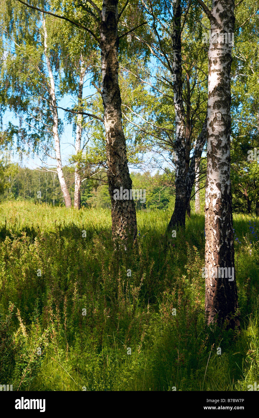 Birches in summer forest with tall grasses below Stock Photo - Alamy