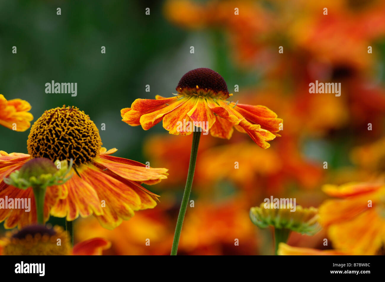 HELENIUM WALDTRAUT Helen's flower Sneezeweed closeup close up macro ...