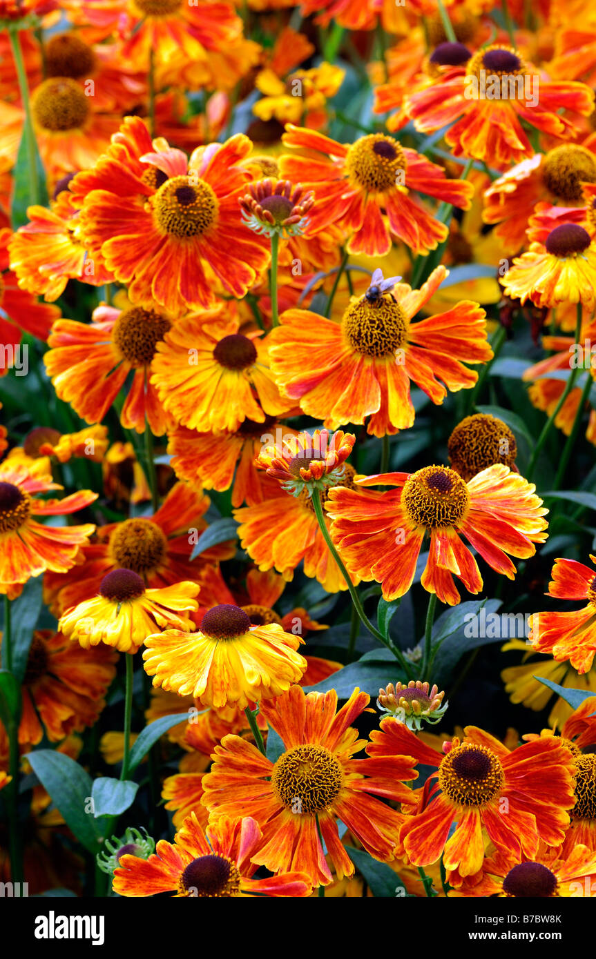 Helenium drift hi-res stock photography and images - Alamy