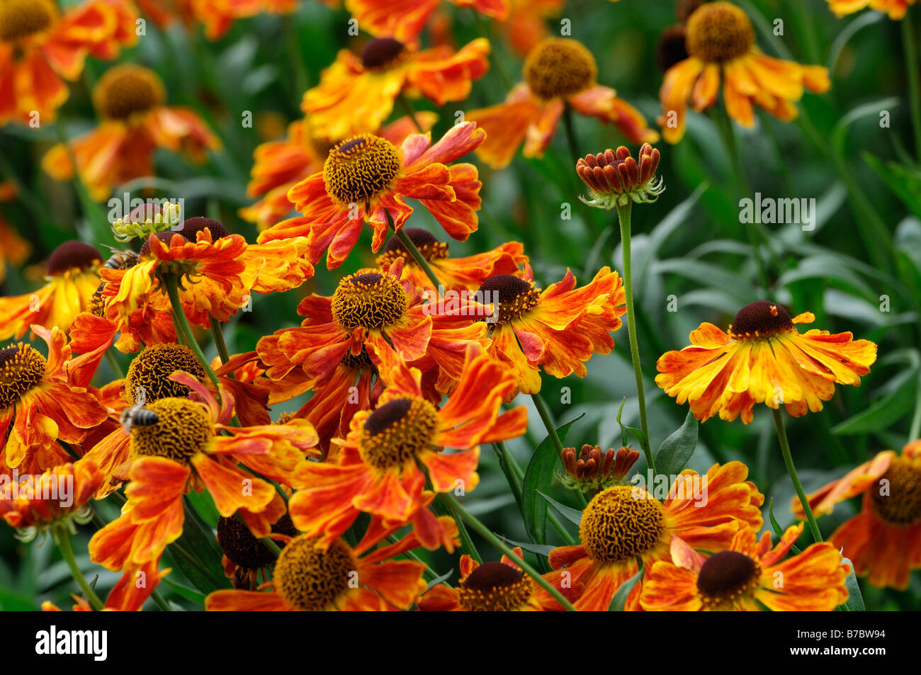 Orange helenium flower hi-res stock photography and images - Alamy