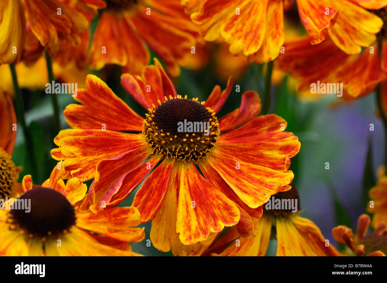 Orange helenium flower hi-res stock photography and images - Alamy