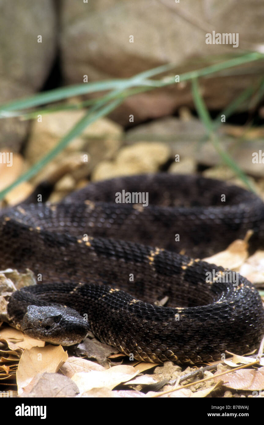 Arizona Black Rattlesnake (Crotalus viridis cerberus Stock Photo - Alamy
