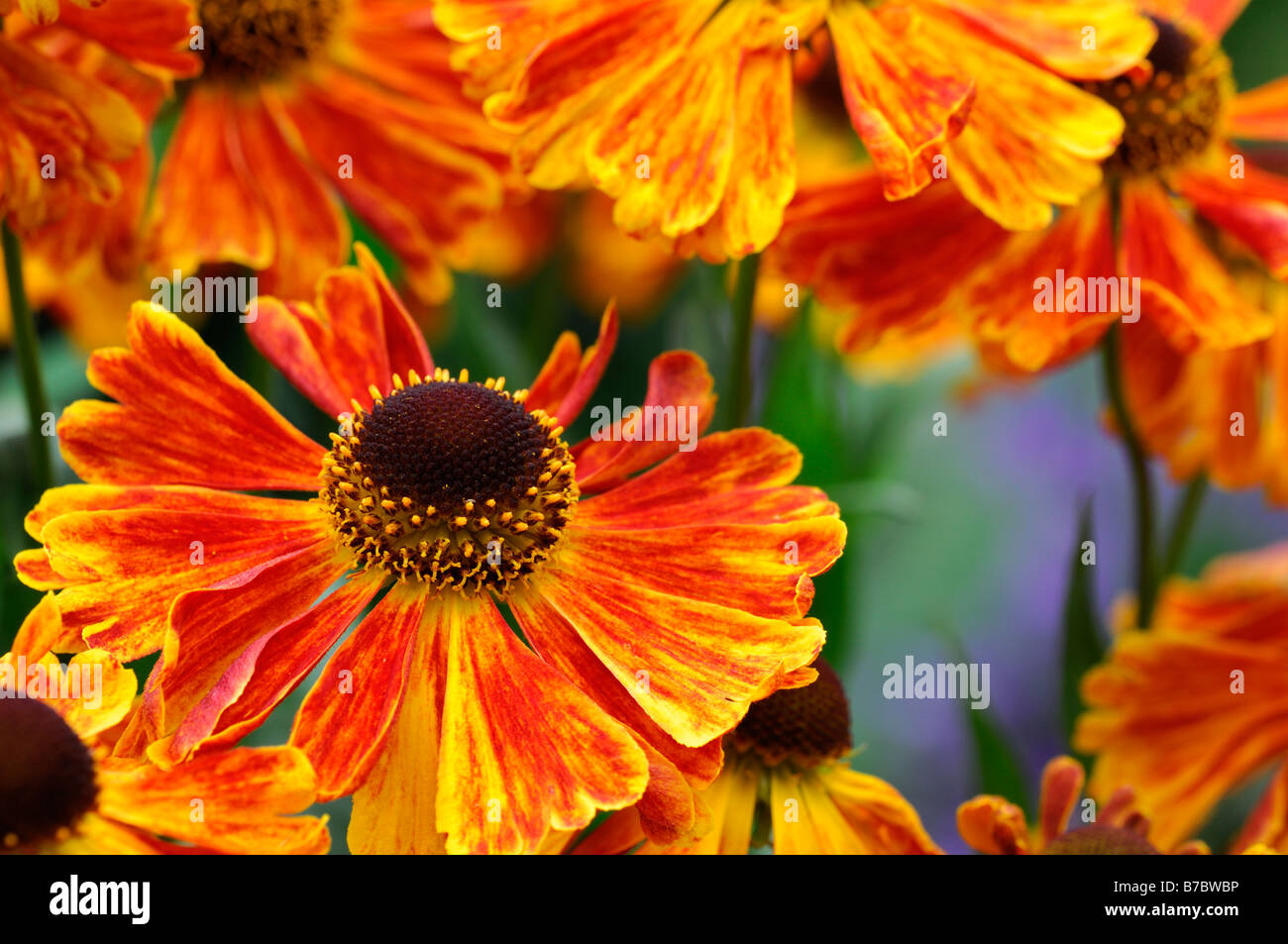 Helenium drift hi-res stock photography and images - Alamy