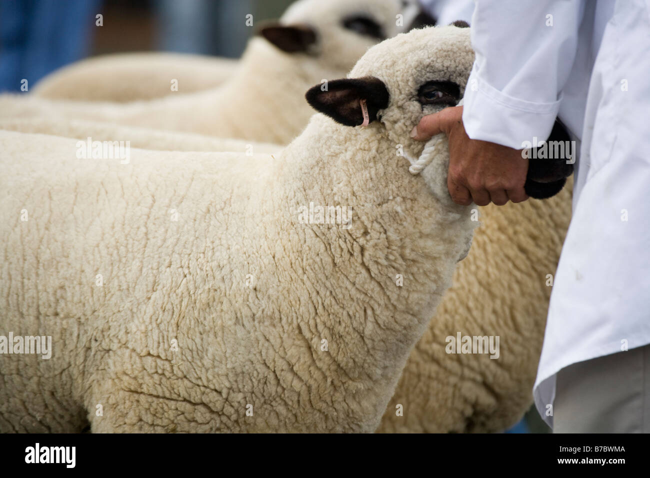 Masham Sheep Fair North Yorkshire England UK Stock Photo - Alamy