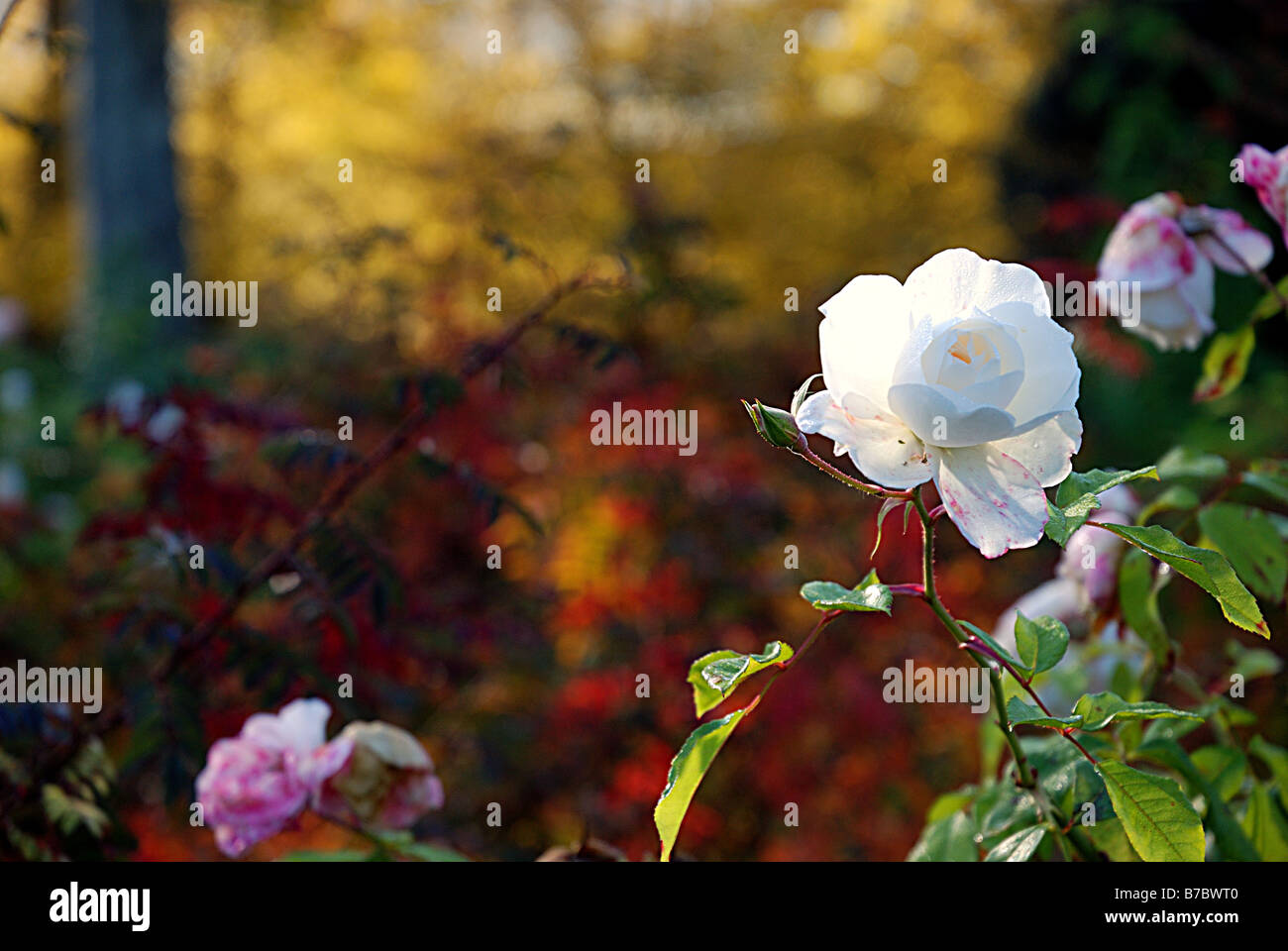 Jardin de rosier hi-res stock photography and images - Alamy